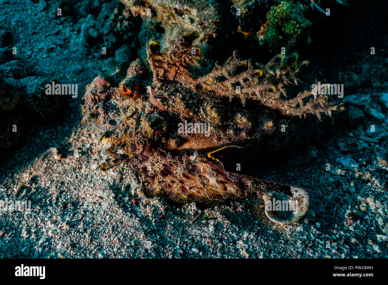 Coral reefs and water plants in the Red Sea Stock Photo - Alamy