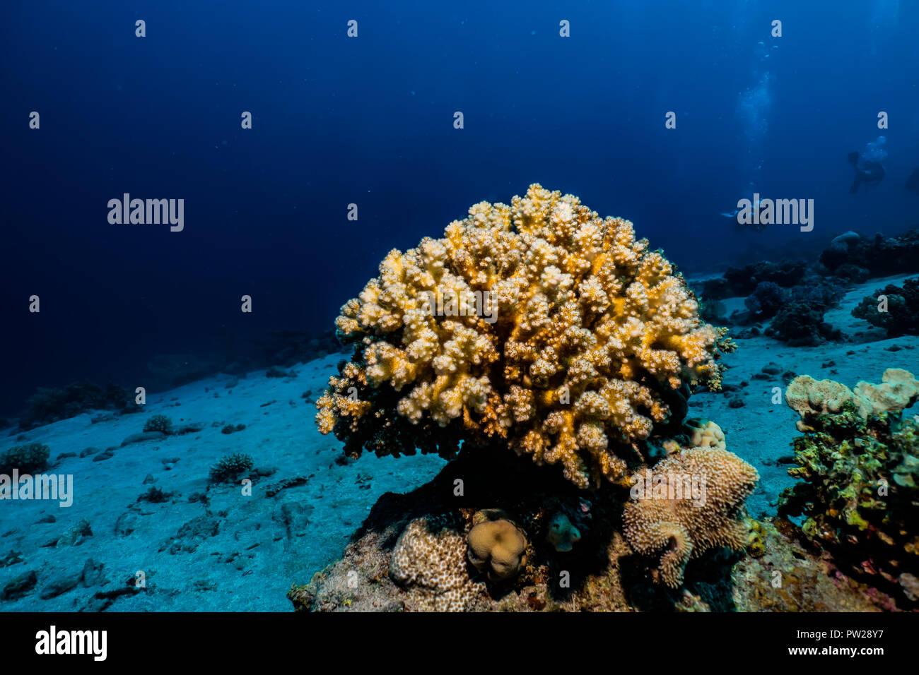 Coral reefs and water plants in the Red Sea Stock Photo - Alamy