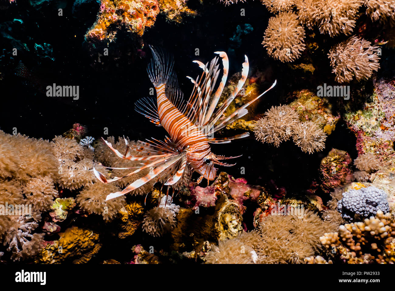 Coral reefs and water plants in the Red Sea Stock Photo - Alamy