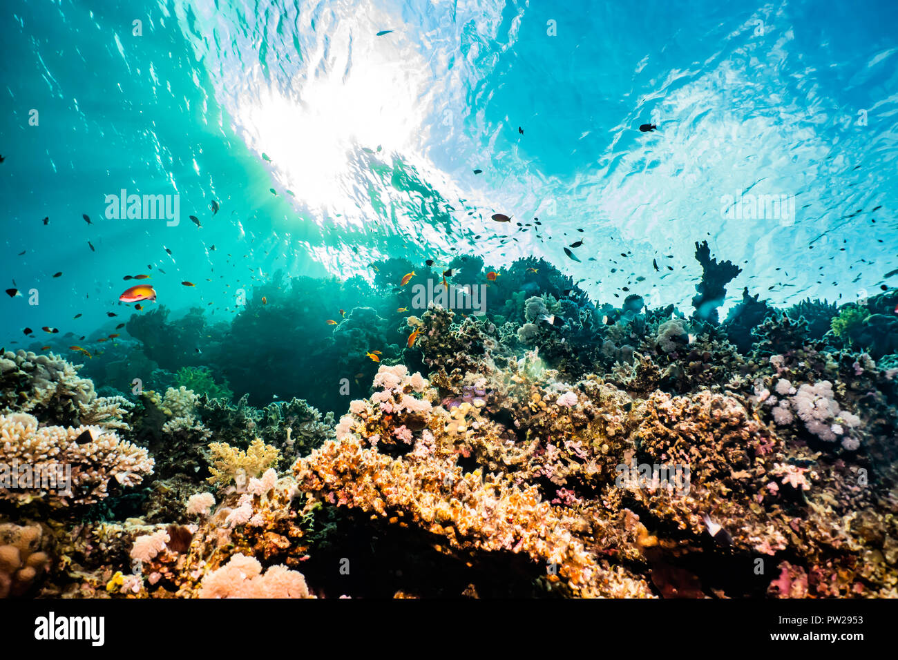Coral reefs and water plants in the Red Sea Stock Photo - Alamy