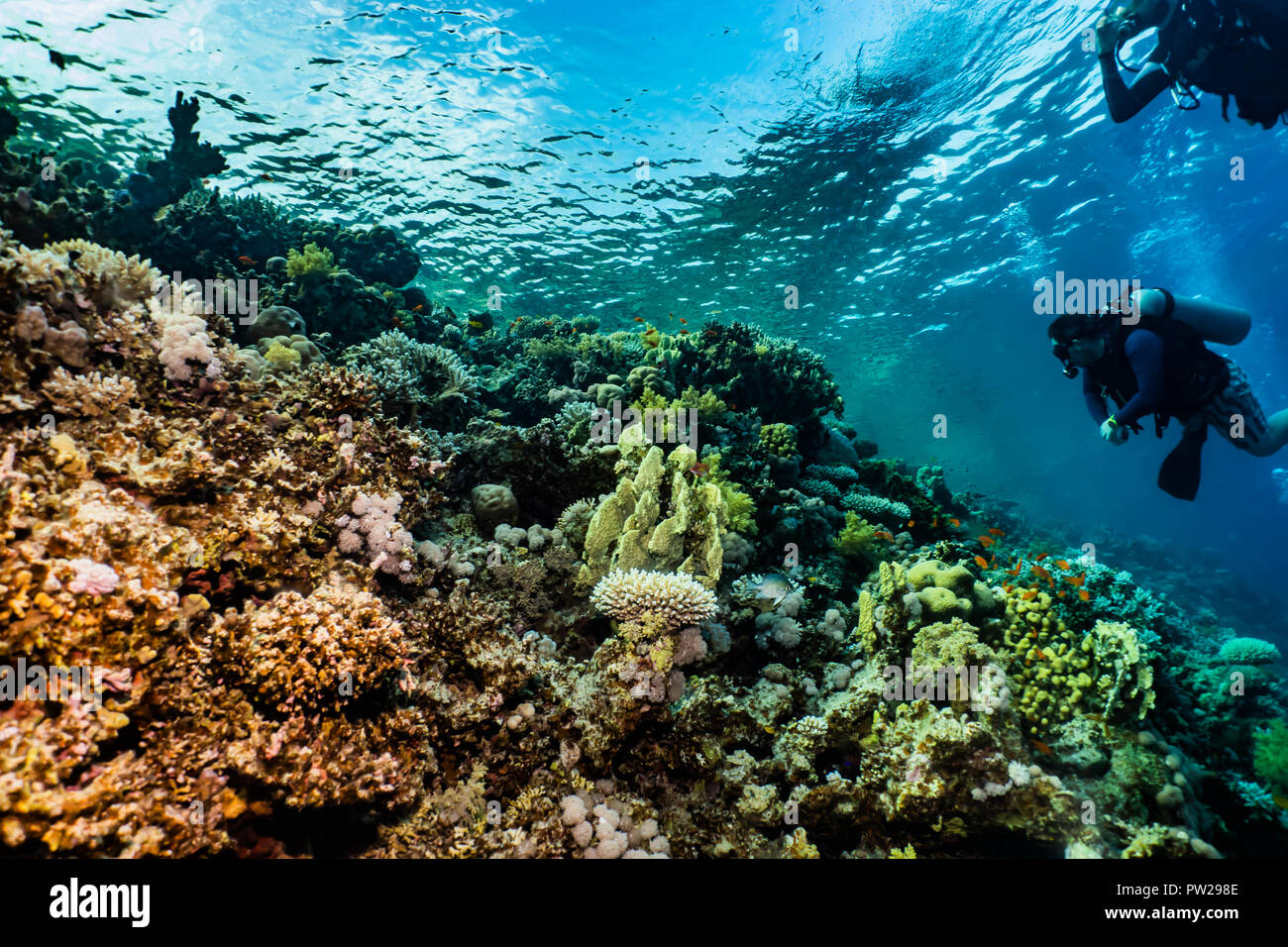 Coral reefs and water plants in the Red Sea Stock Photo - Alamy