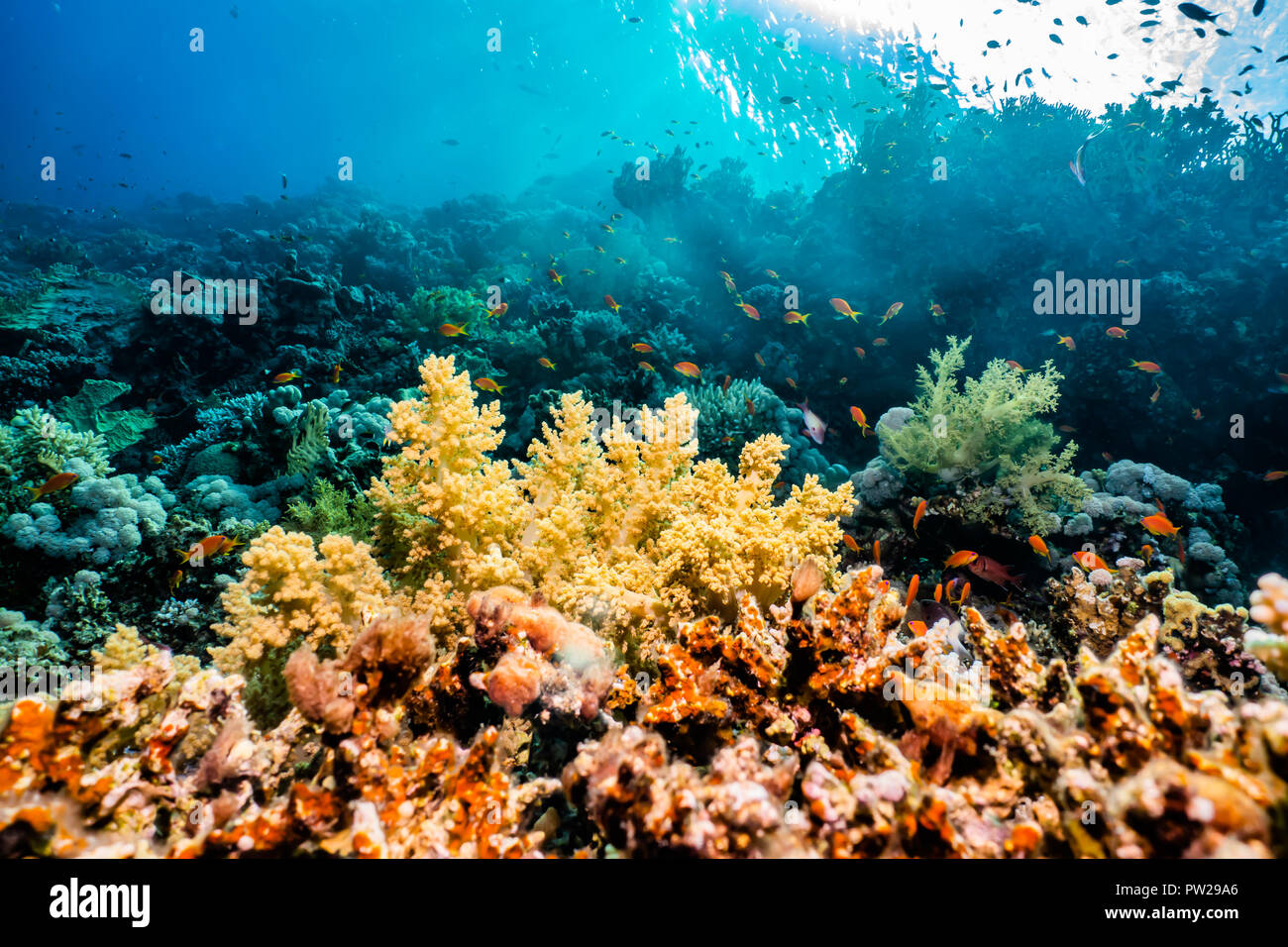 Coral reefs and water plants in the Red Sea Stock Photo - Alamy