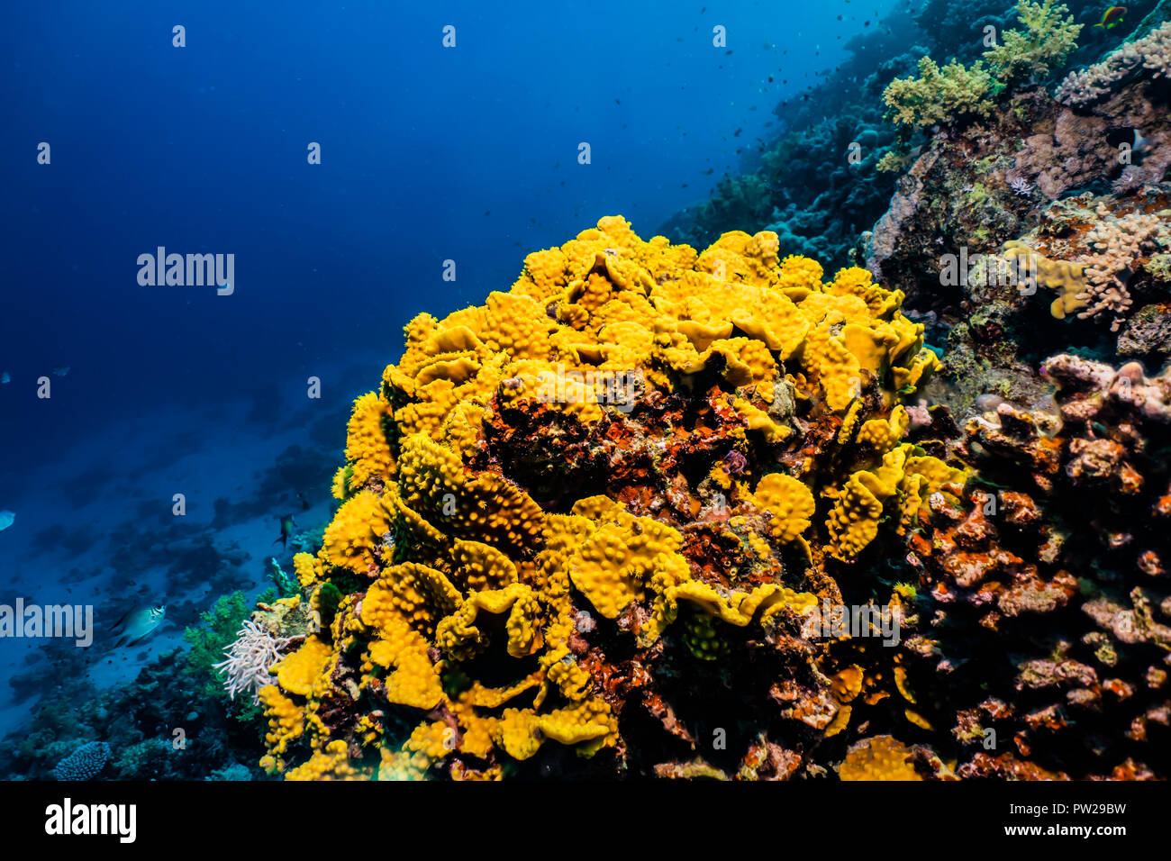 Coral reefs and water plants in the Red Sea Stock Photo - Alamy