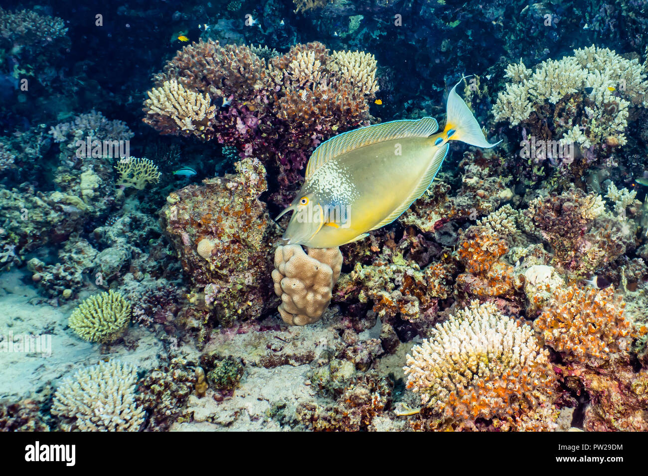 Coral reefs and water plants in the Red Sea Stock Photo - Alamy