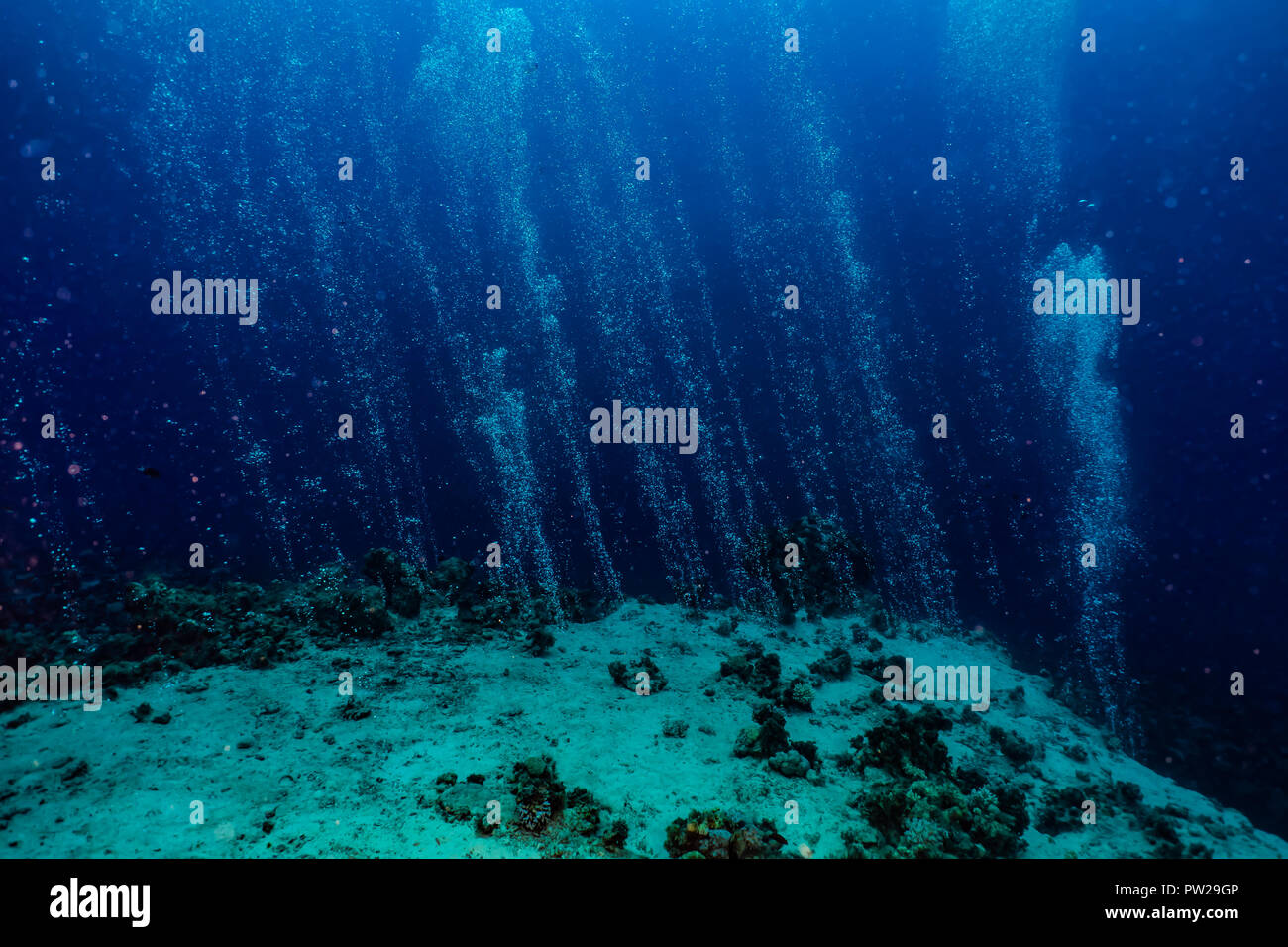 Coral reefs and water plants in the Red Sea Stock Photo - Alamy
