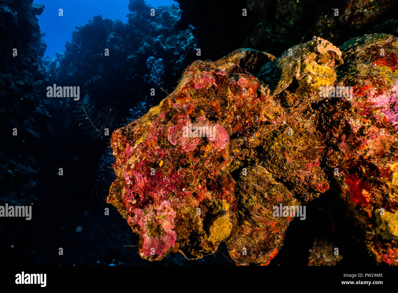 Coral reefs and water plants in the Red Sea Stock Photo - Alamy