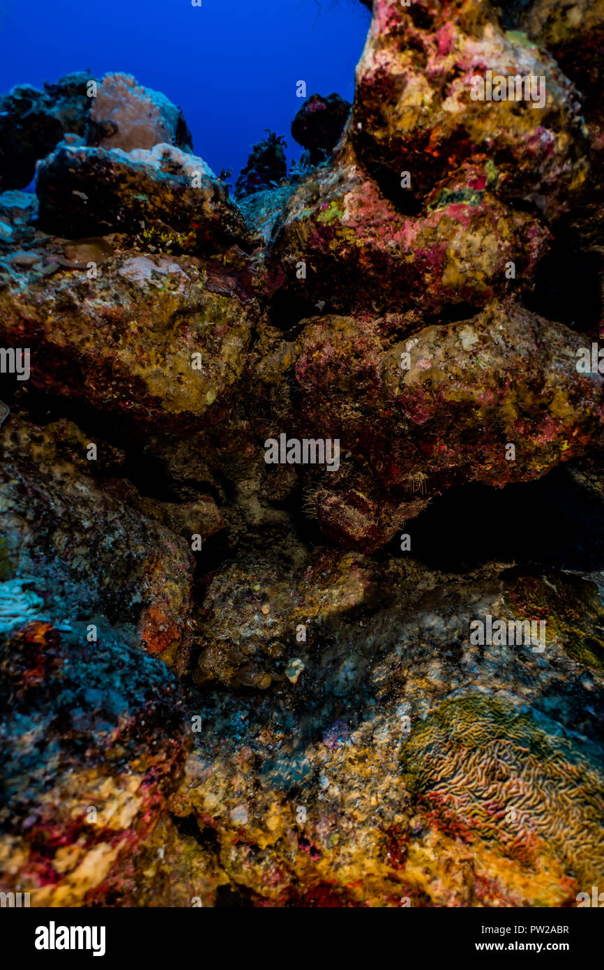 Coral reefs and water plants in the Red Sea Stock Photo - Alamy