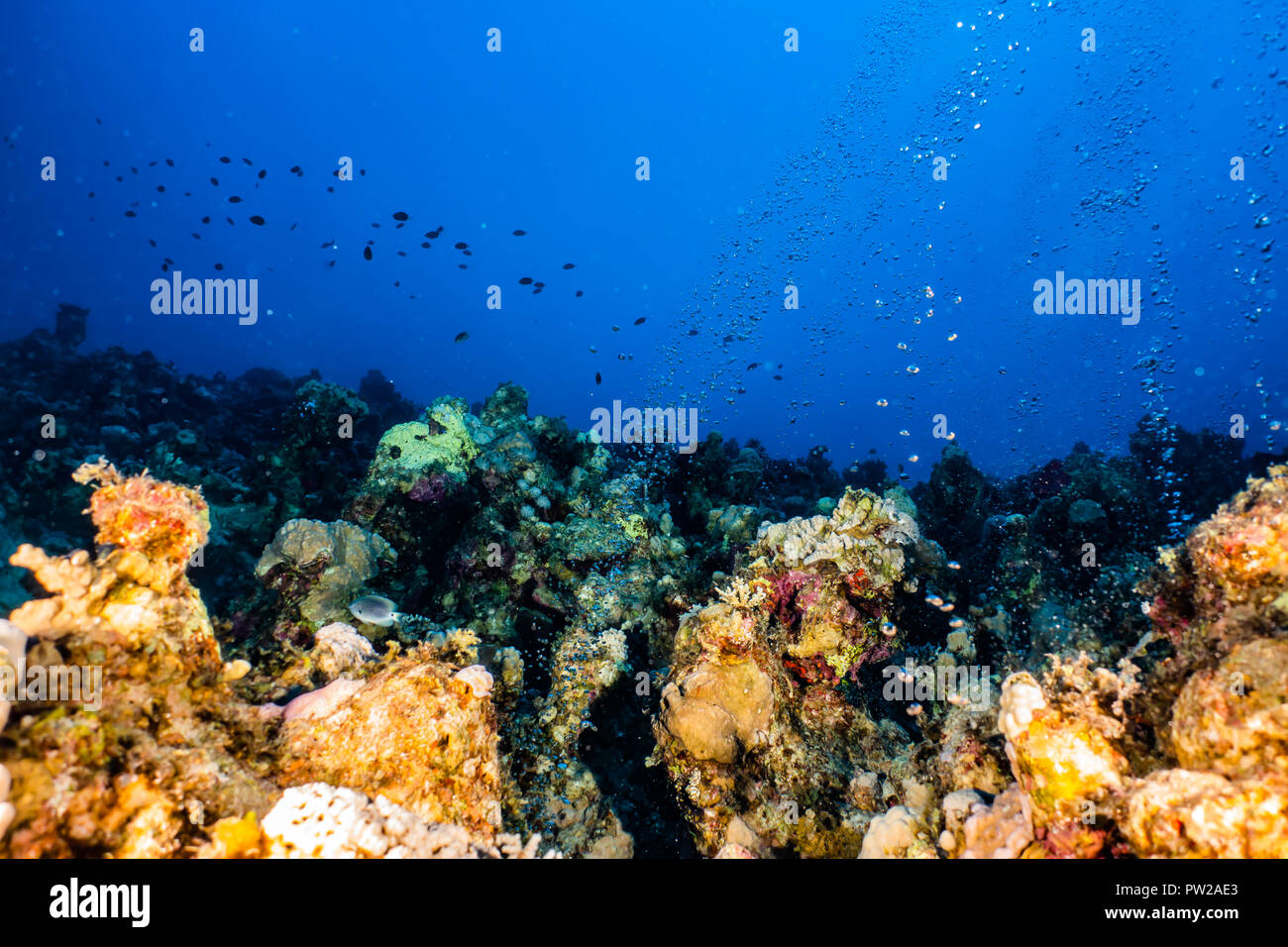 Coral reefs and water plants in the Red Sea Stock Photo - Alamy