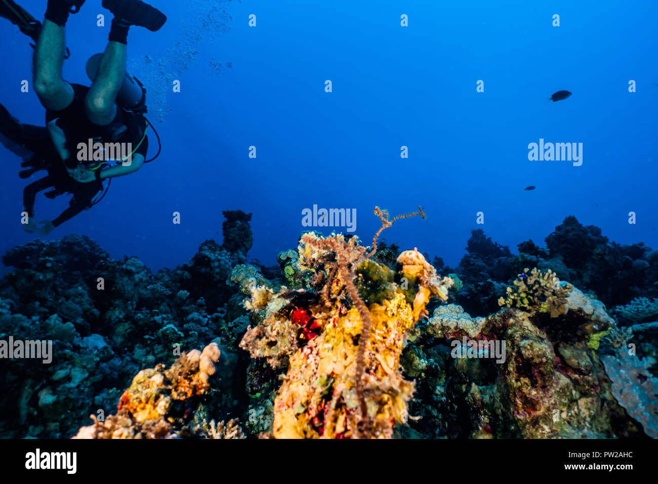 Coral reefs and water plants in the Red Sea Stock Photo - Alamy
