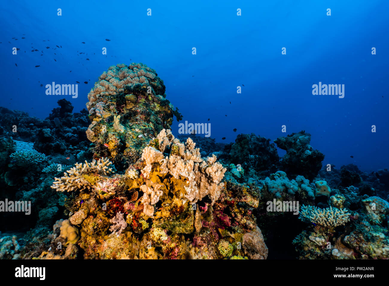 Coral reefs and water plants in the Red Sea Stock Photo - Alamy