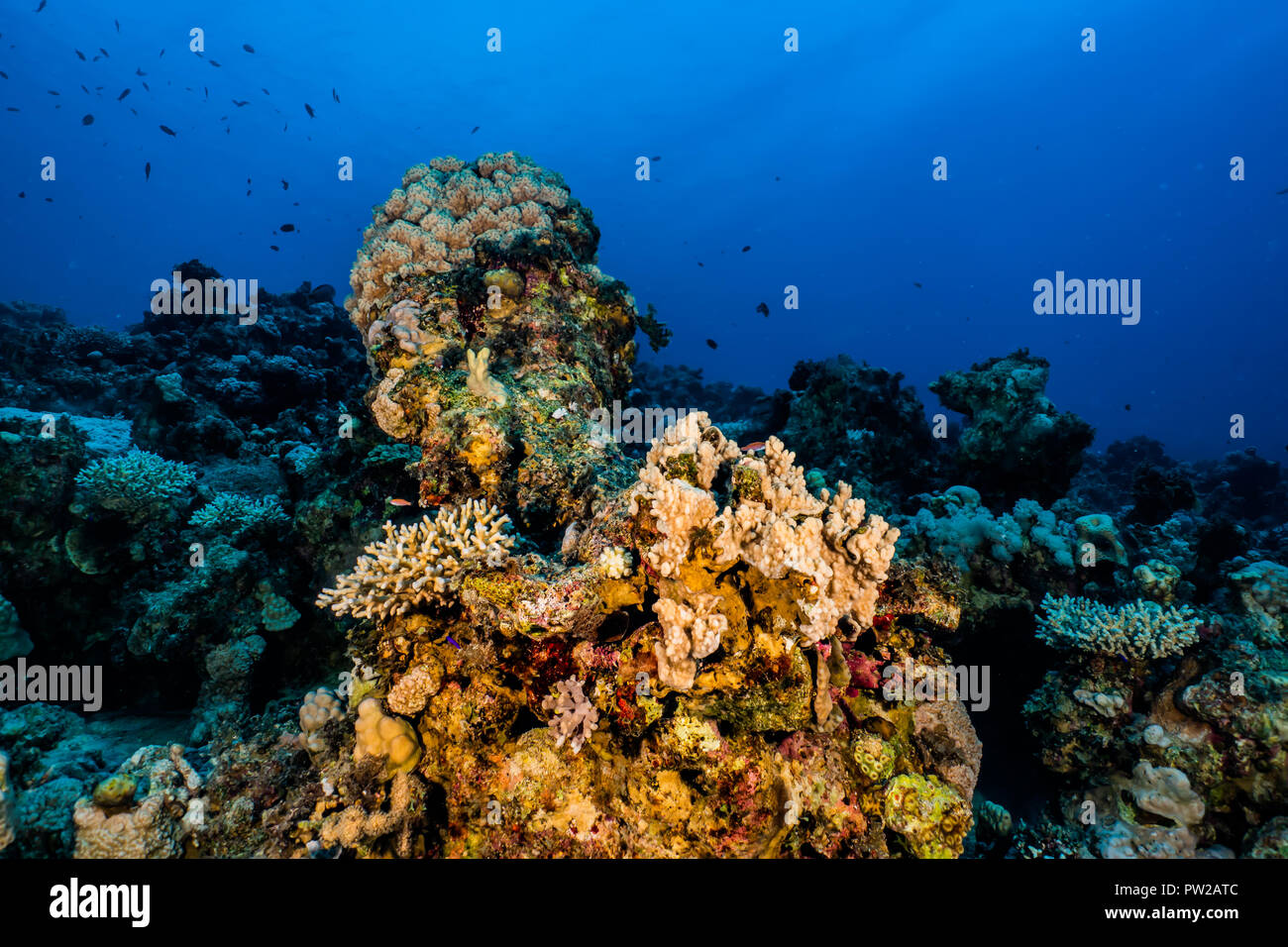 Coral reefs and water plants in the Red Sea Stock Photo - Alamy
