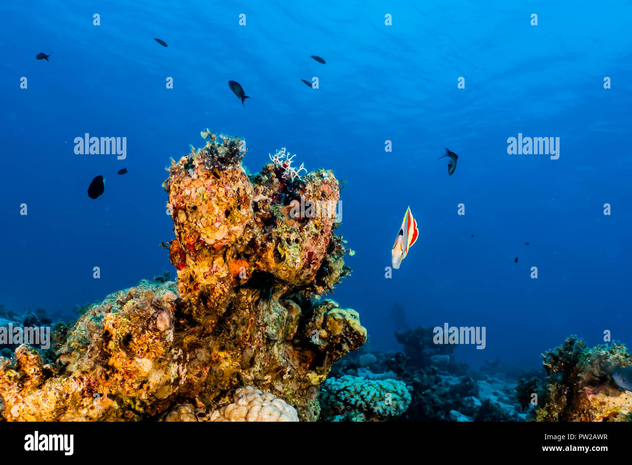 Coral reefs and water plants in the Red Sea Stock Photo - Alamy