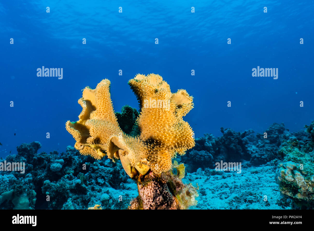 Coral reefs and water plants in the Red Sea Stock Photo - Alamy