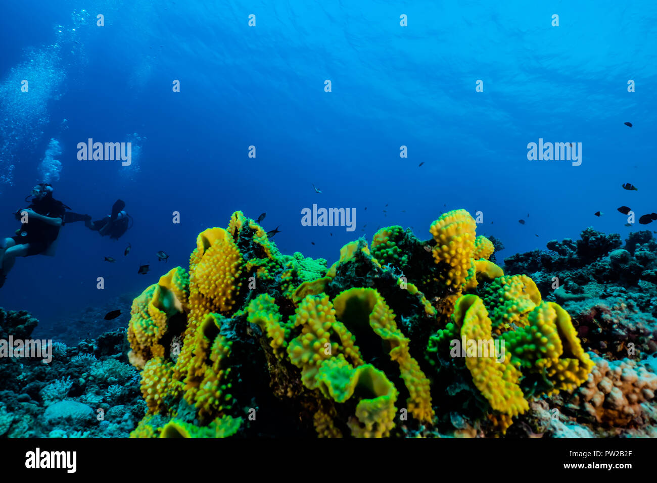 Coral reefs and water plants in the Red Sea Stock Photo - Alamy