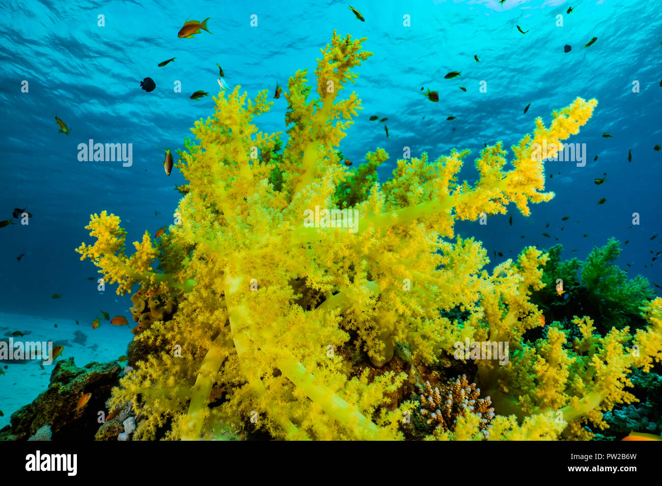 Coral reefs and water plants in the Red Sea Stock Photo - Alamy