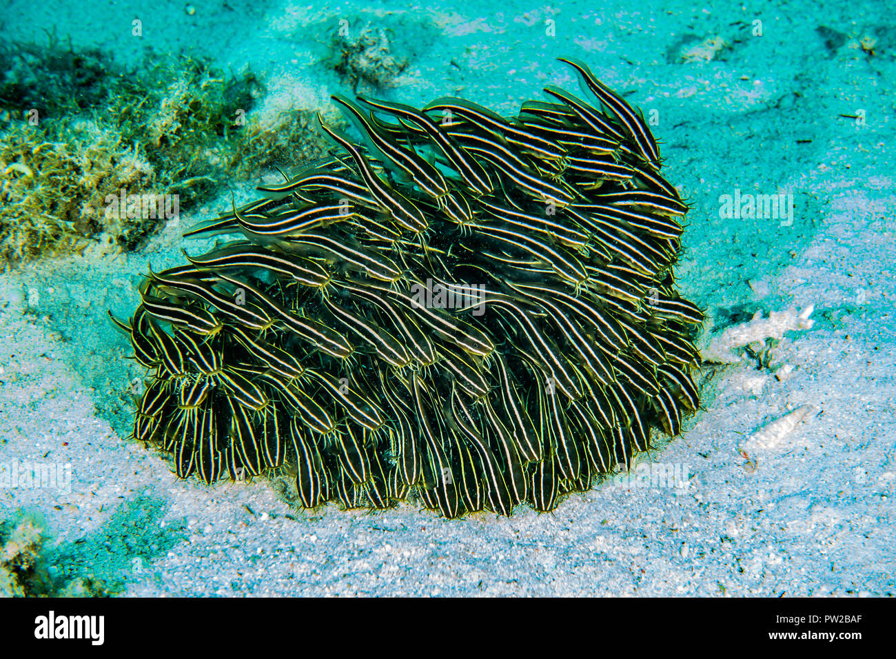 Coral reefs and water plants in the Red Sea Stock Photo - Alamy