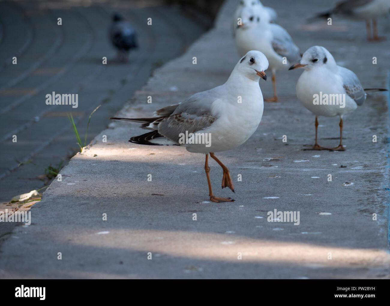 Parapet walk hi-res stock photography and images - Alamy
