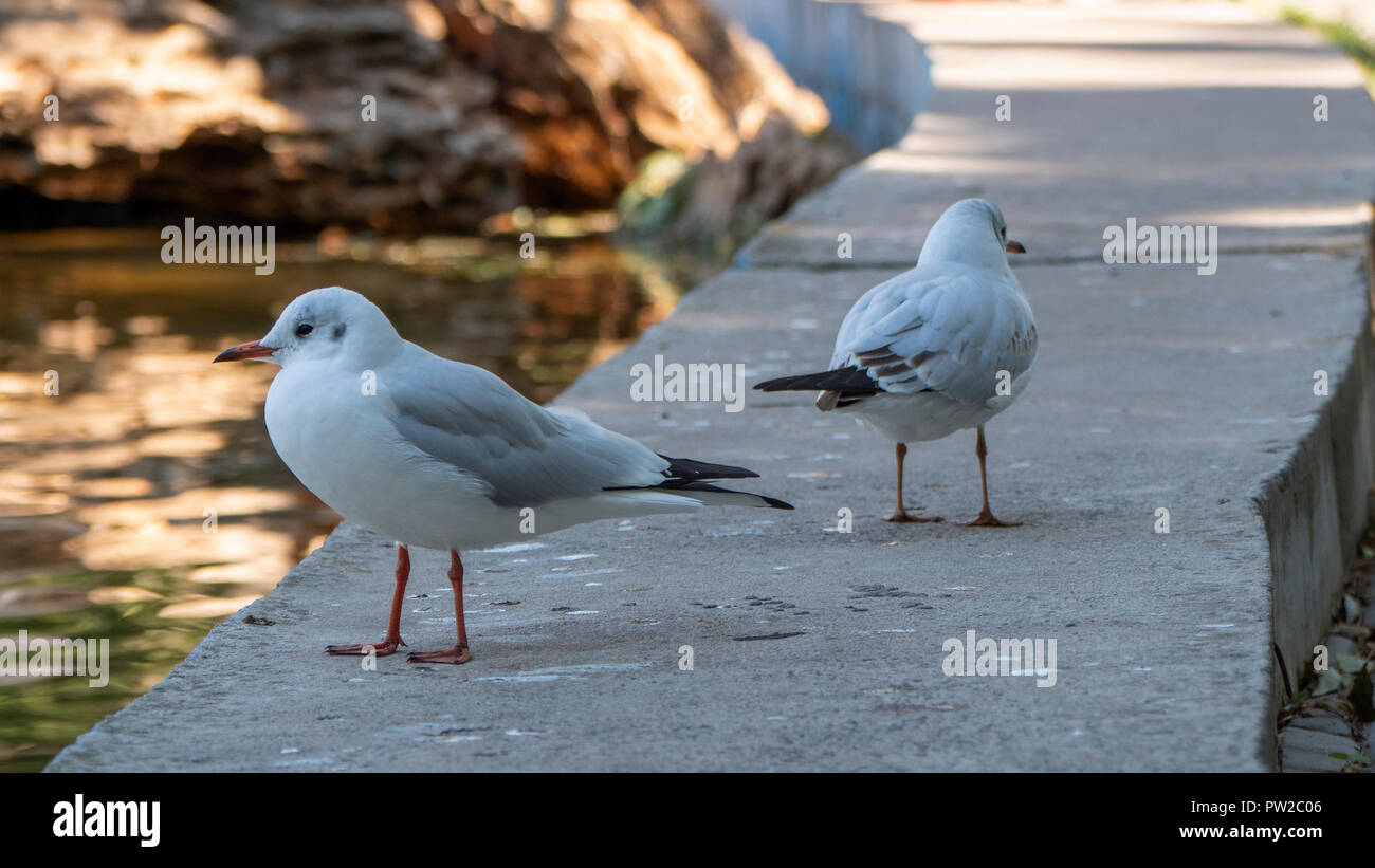 Two seagulls walking along the stone parapet around a park pond on a sunny day Stock Photo - Alamy