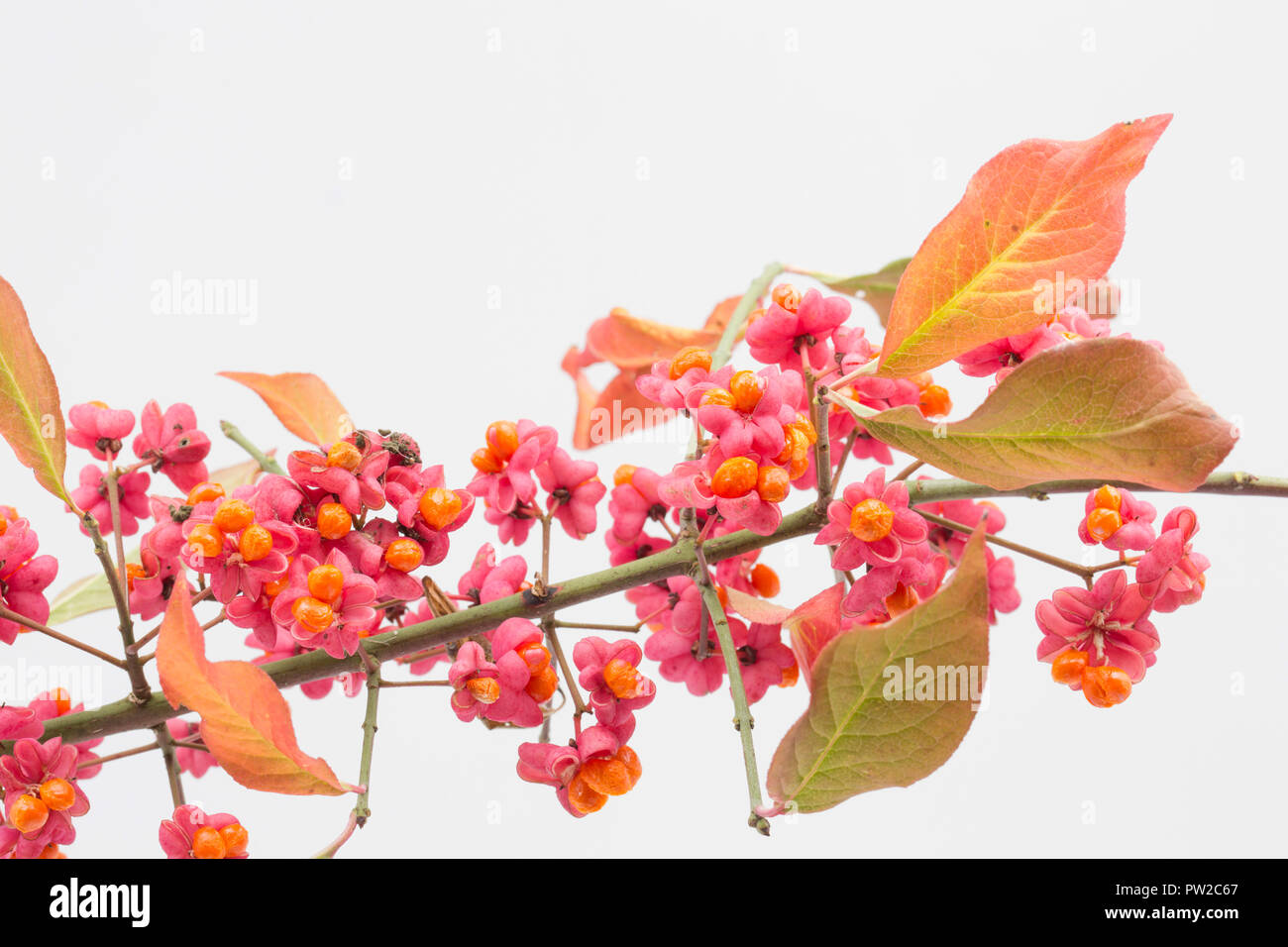 Spindle tree seeds white background hi-res stock photography and images ...