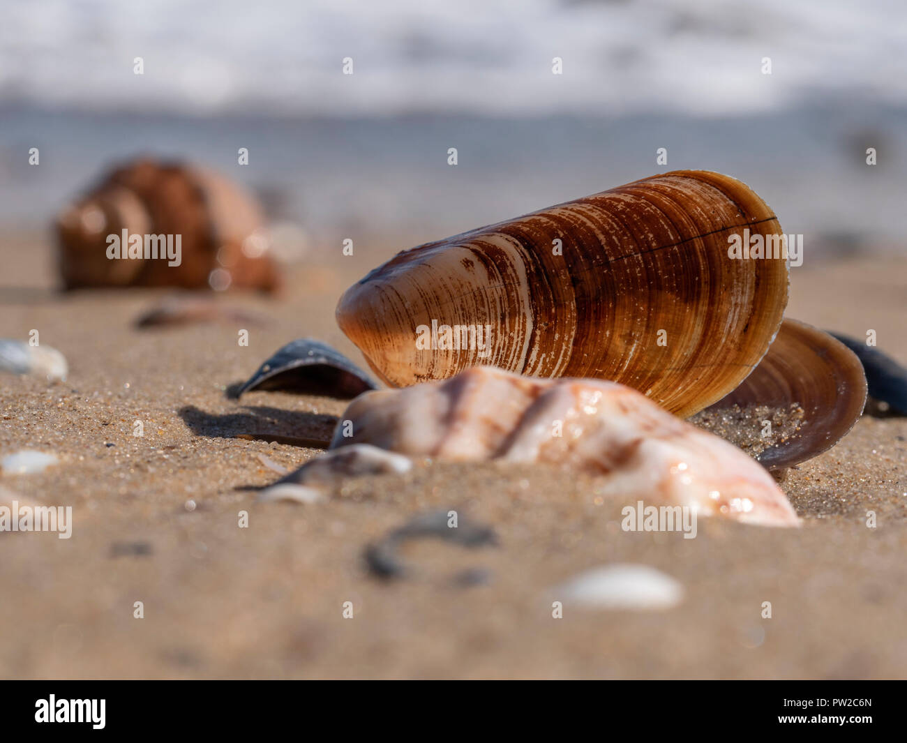Empty shell of a sea mussel mollusc on the shore after storm, closeup ...