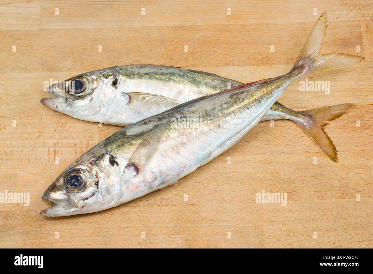 Two Scad, also known as horse mackerel, Trachurus trachurus, caught on ...