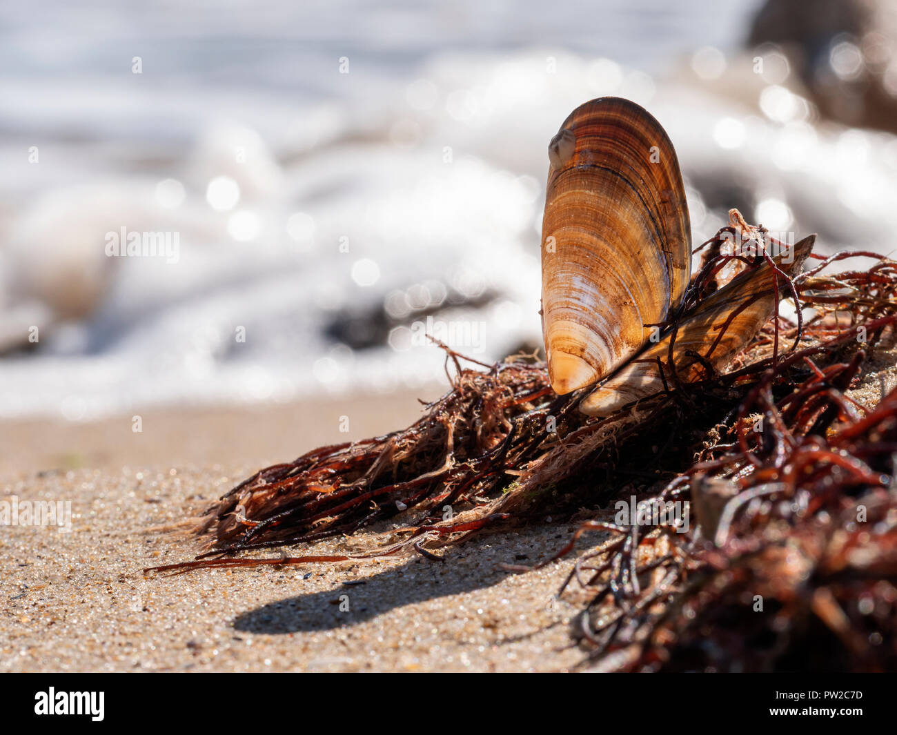 Empty shell of a sea mussel mollusc on the sand among seaweeds Stock ...