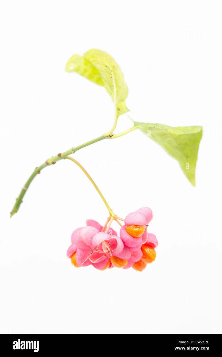 Fruit and seeds of the Spindle tree, Euonymus europaeus, photographed ...