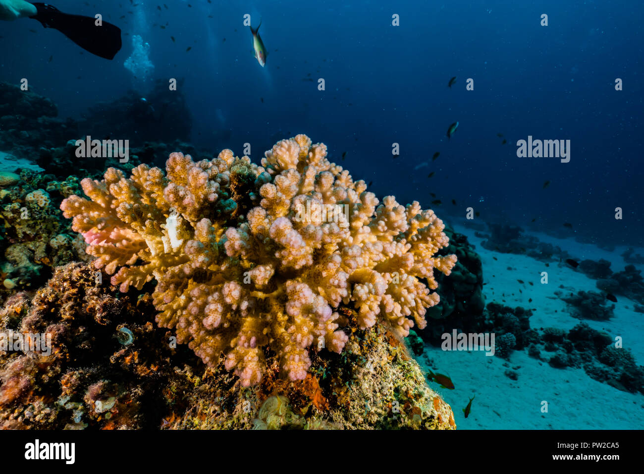 Coral reefs and water plants in the Red Sea Stock Photo - Alamy