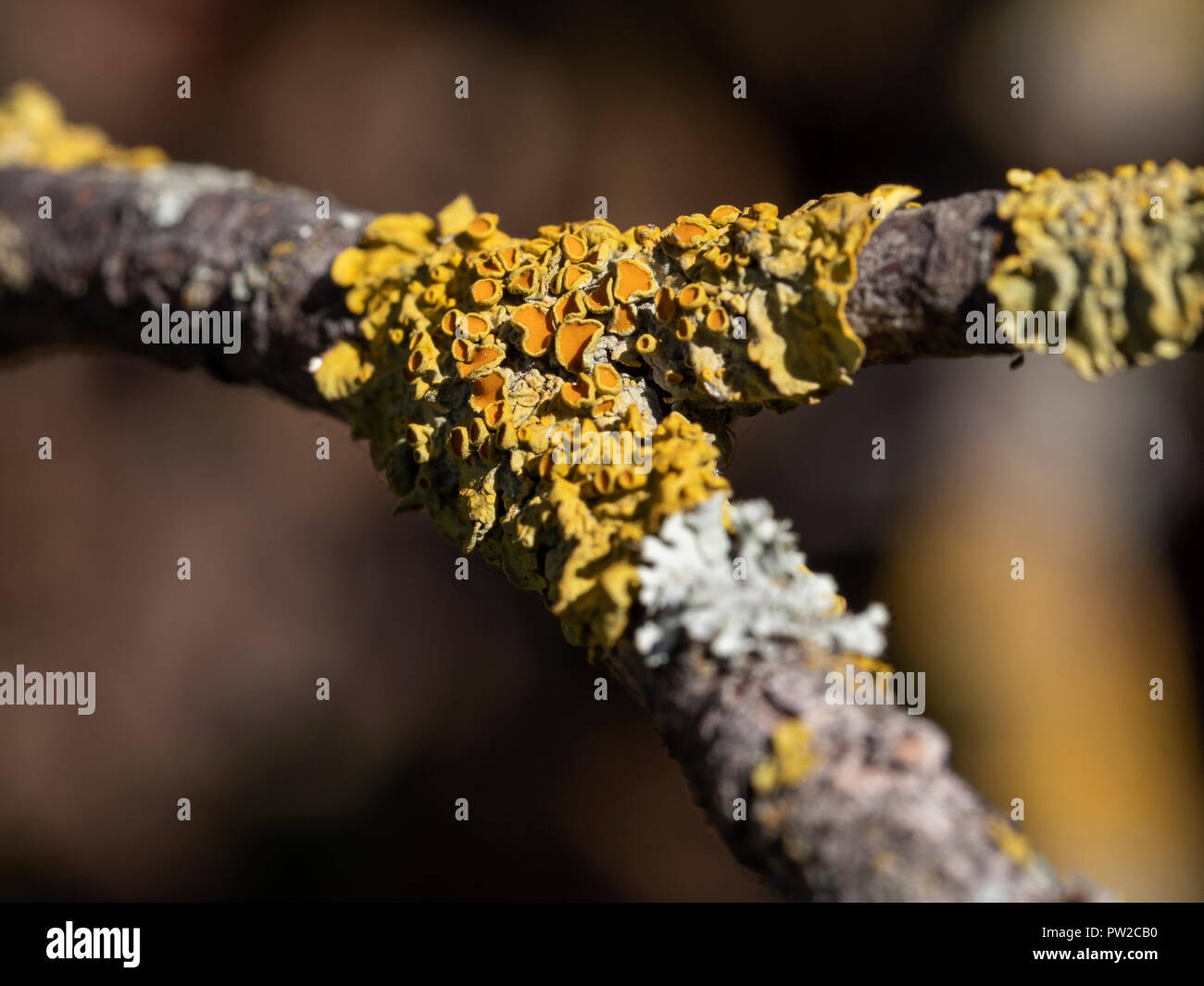 Yellow tree fungus hi-res stock photography and images - Alamy
