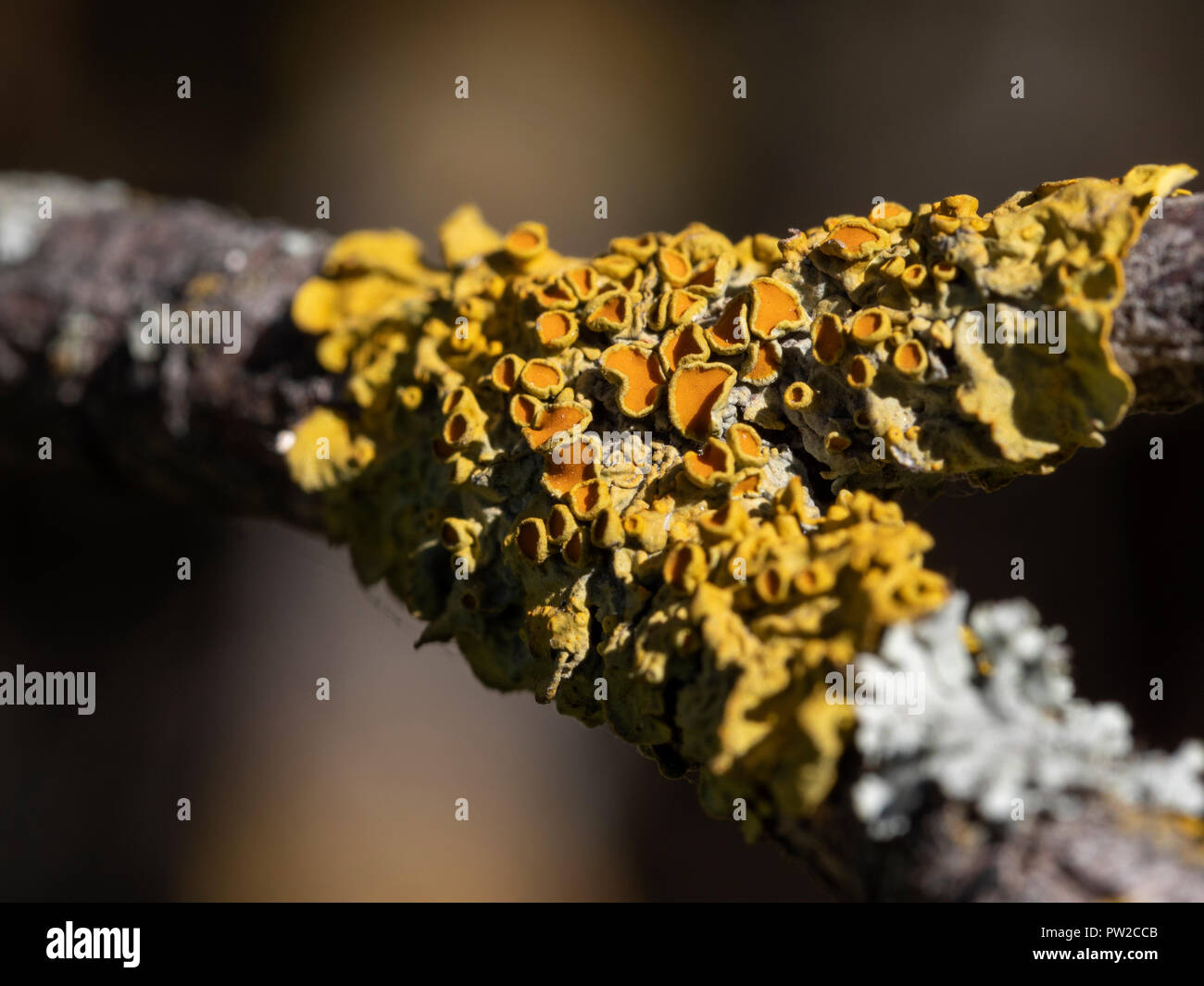Yellow parasitic tree fungus on a tree branch, closeup Stock Photo - Alamy