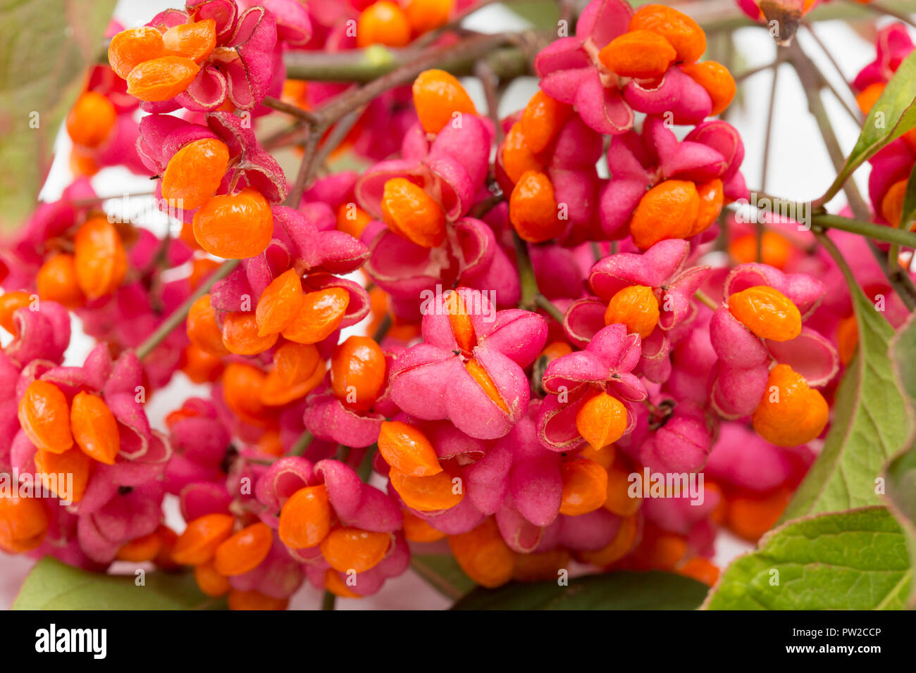 Fruit and seeds of the Spindle tree, Euonymus europaeus, photographed ...