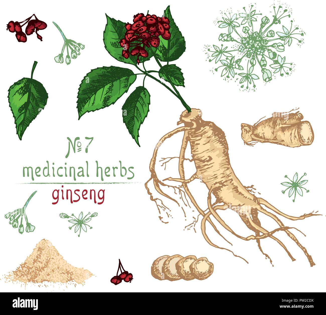 Realistic Botanical color sketch of ginseng root, flowers and berries ...