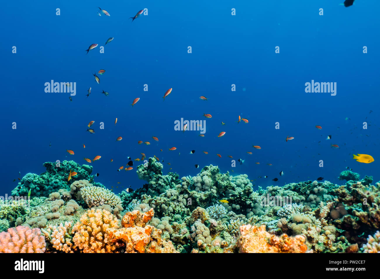 Coral reefs and water plants in the Red Sea Stock Photo - Alamy