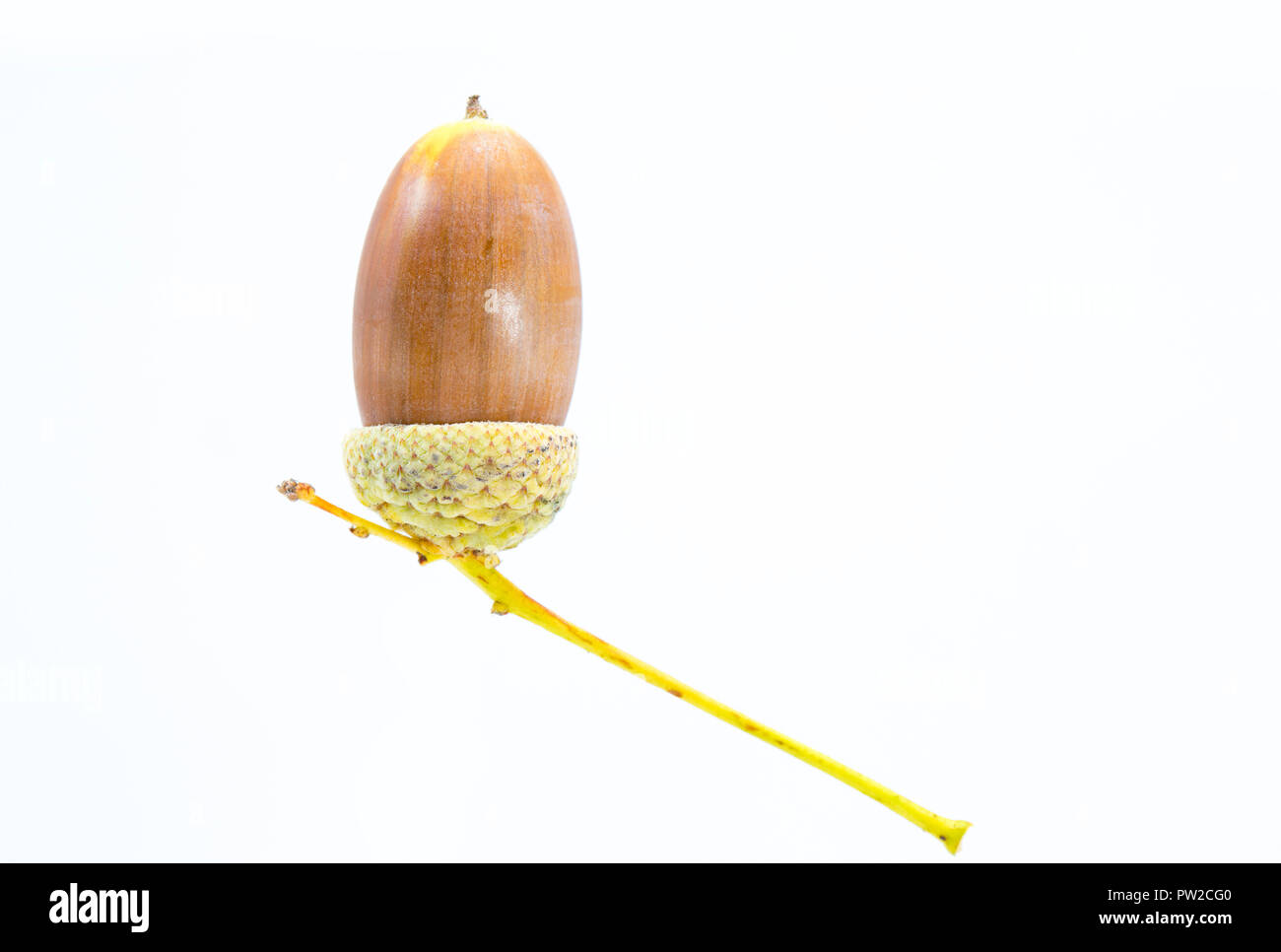 A ripe acorn of the English Oak, Quercus robur, photographed on a white ...