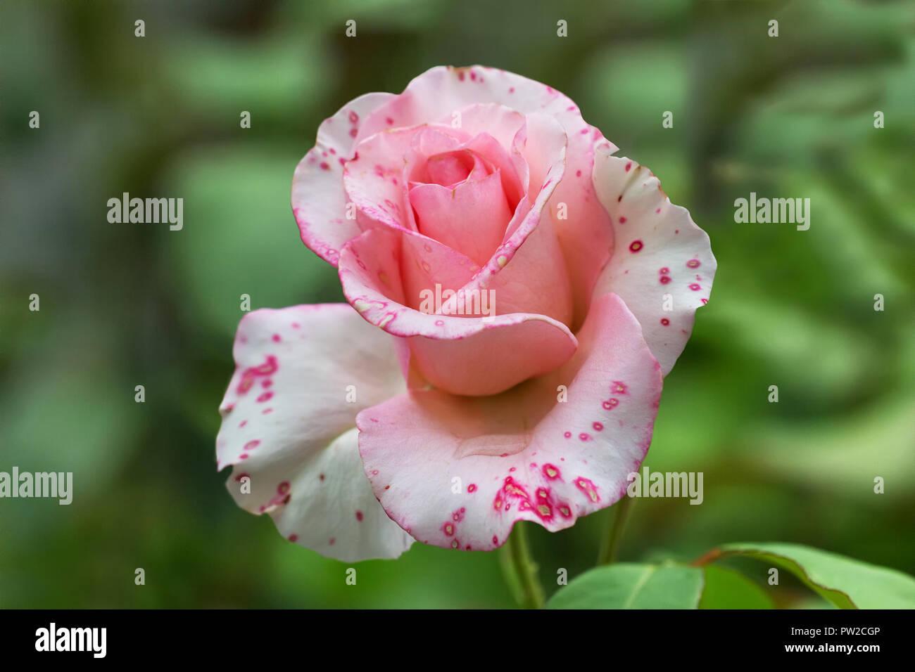 White pink rose hi-res stock photography and images - Alamy