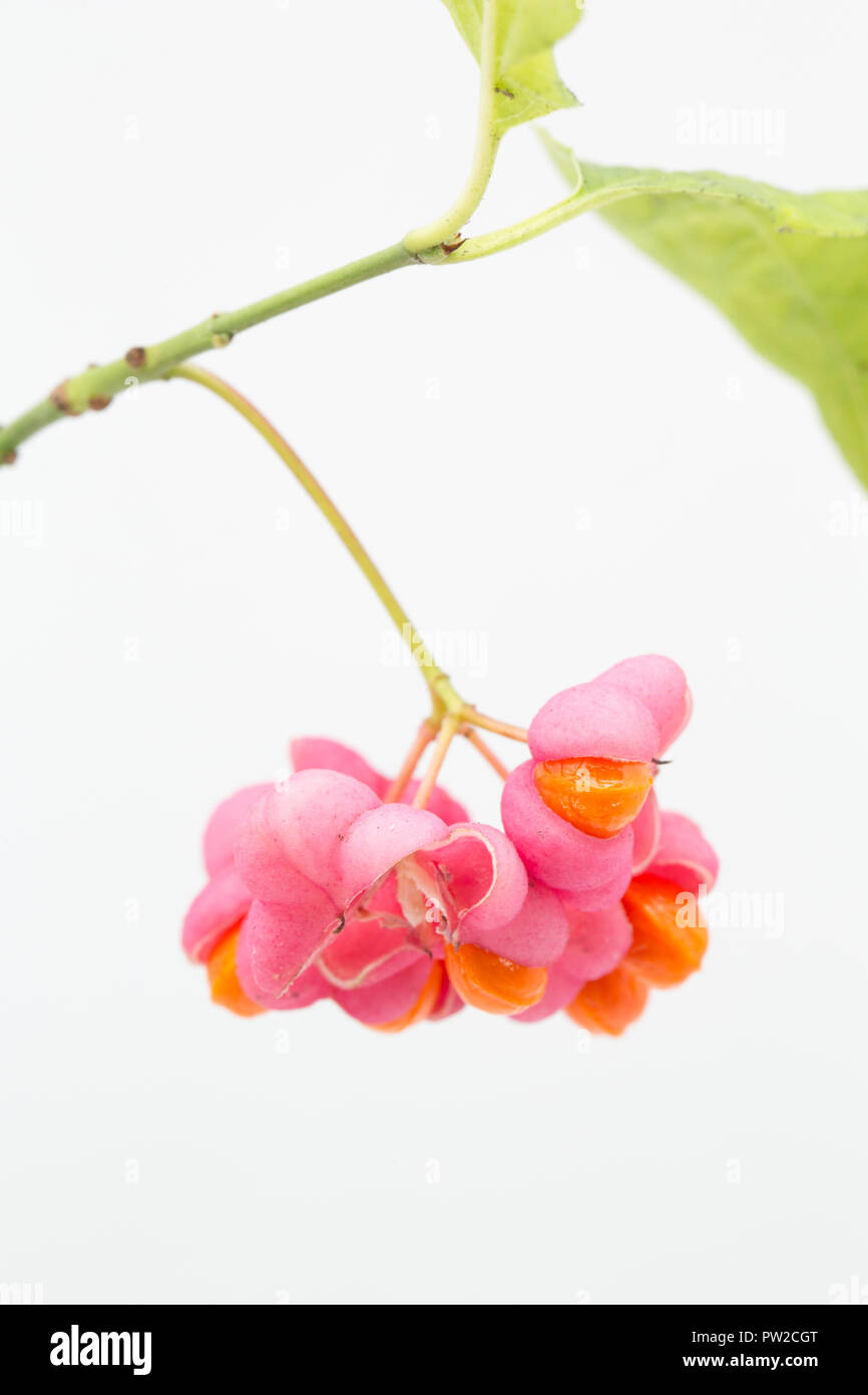 Fruit and seeds of the Spindle tree, Euonymus europaeus, photographed ...