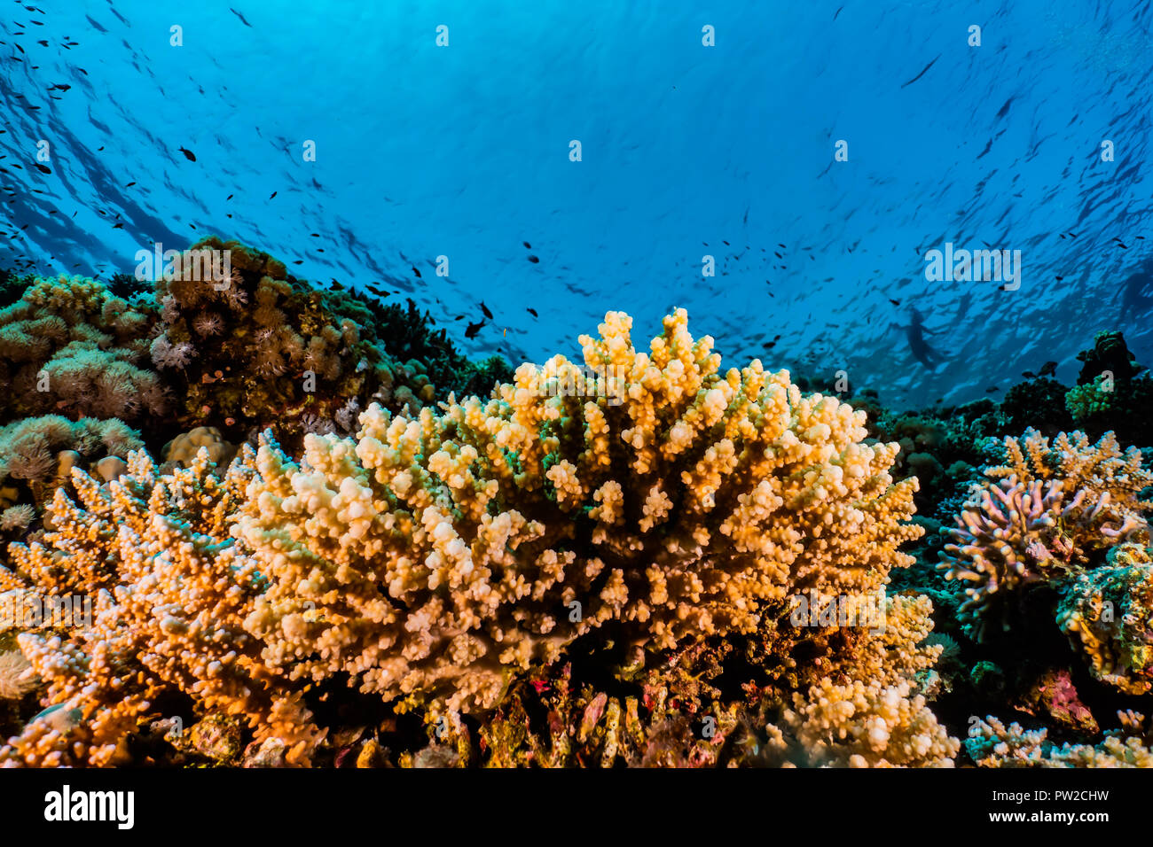 Coral reefs and water plants in the Red Sea Stock Photo - Alamy