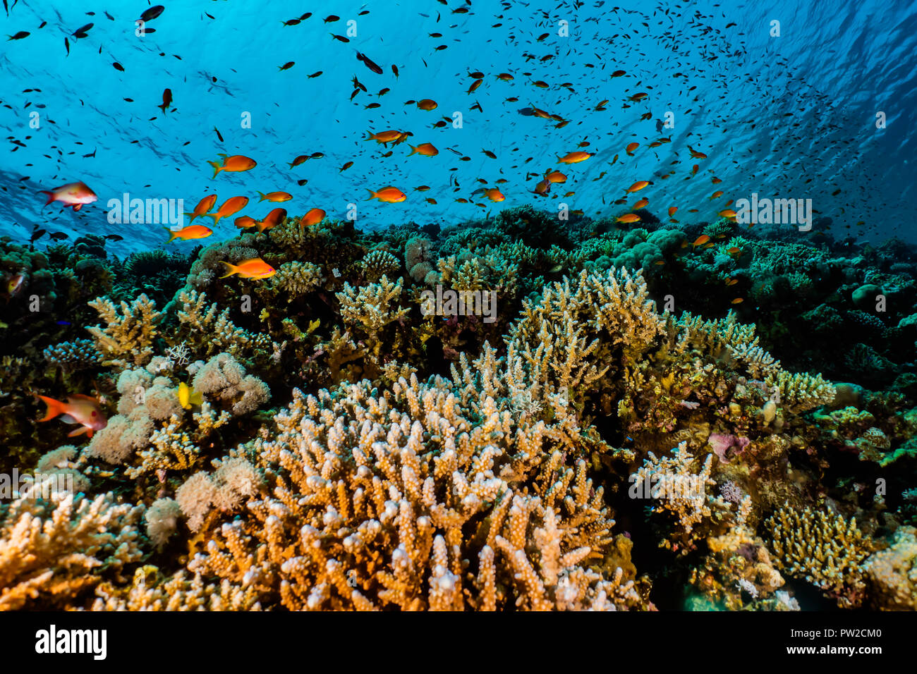Coral reefs and water plants in the Red Sea Stock Photo - Alamy