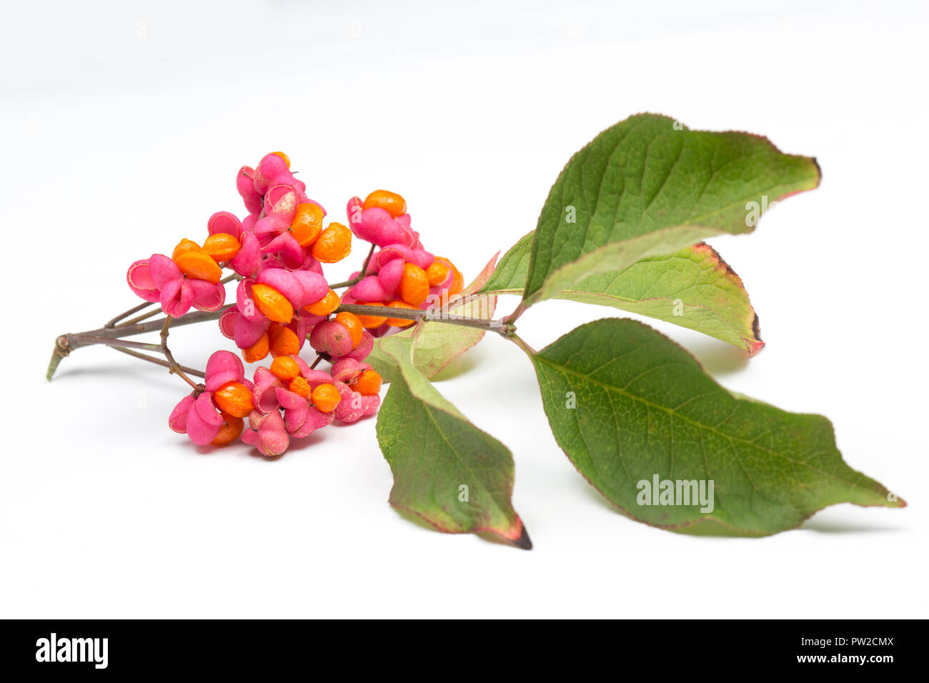 Fruit and seeds of the Spindle tree, Euonymus europaeus, photographed ...