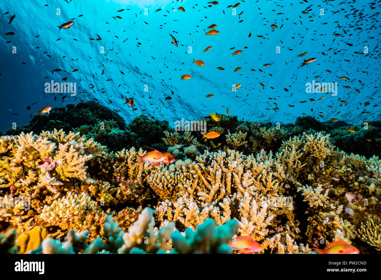 Coral reefs and water plants in the Red Sea Stock Photo - Alamy