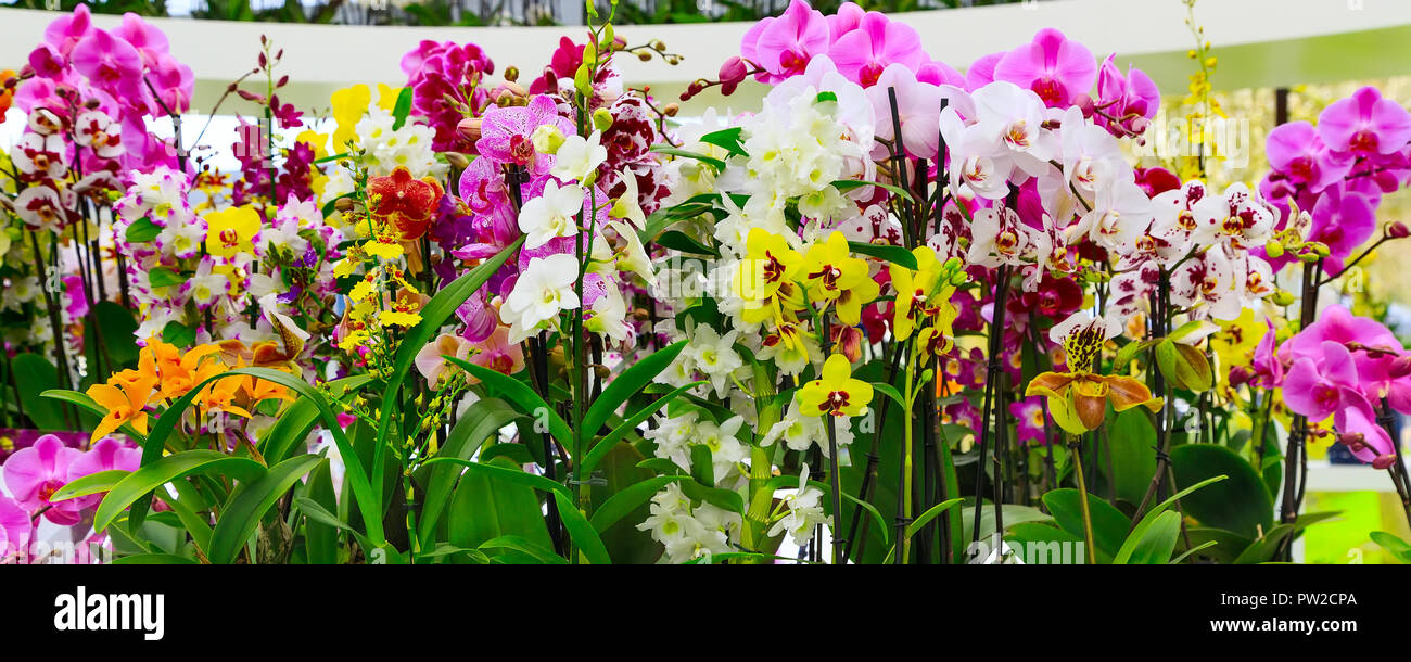 Variety of many different orchid flowers banner background Stock Photo ...