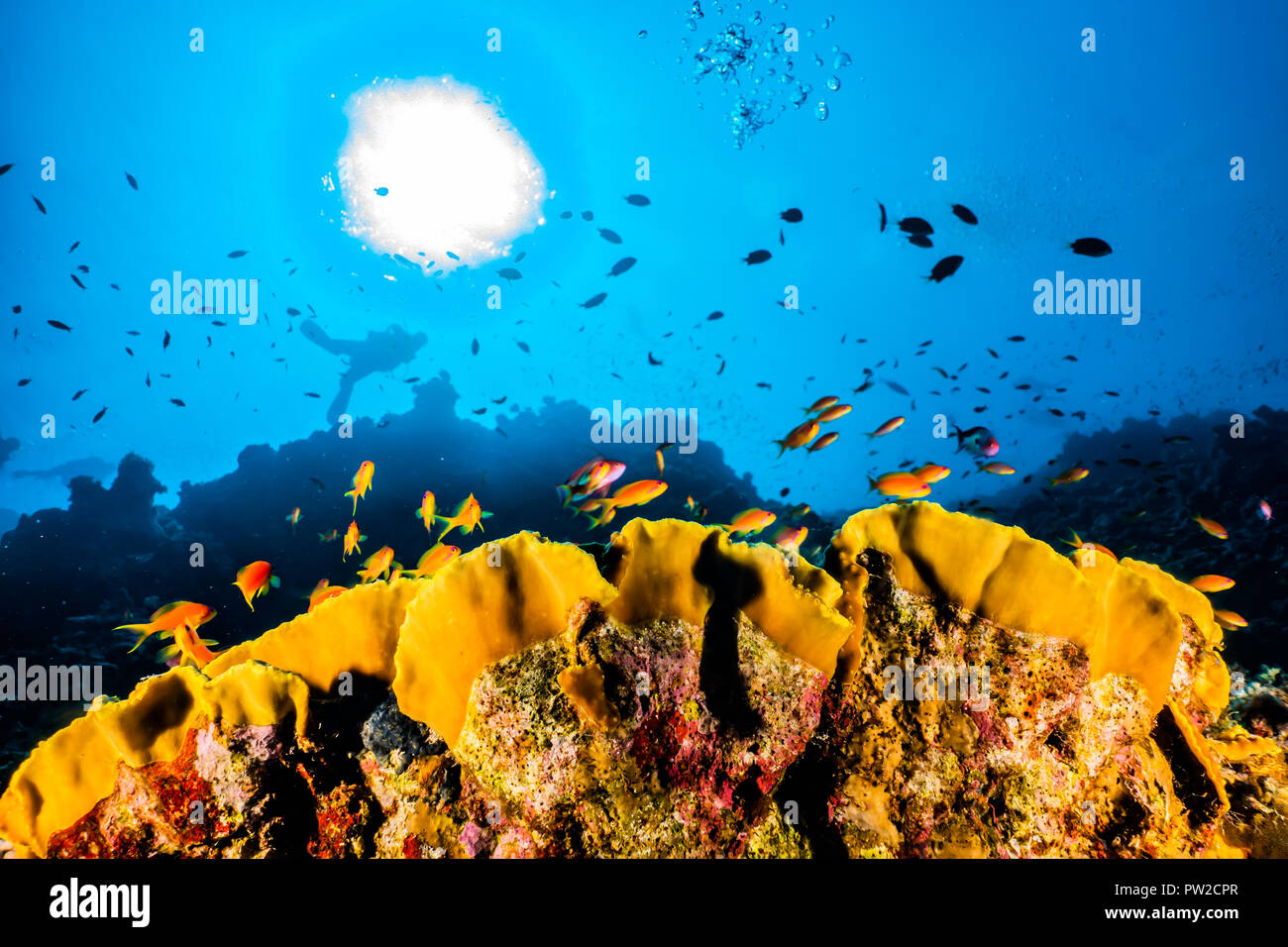 Coral reefs and water plants in the Red Sea Stock Photo - Alamy