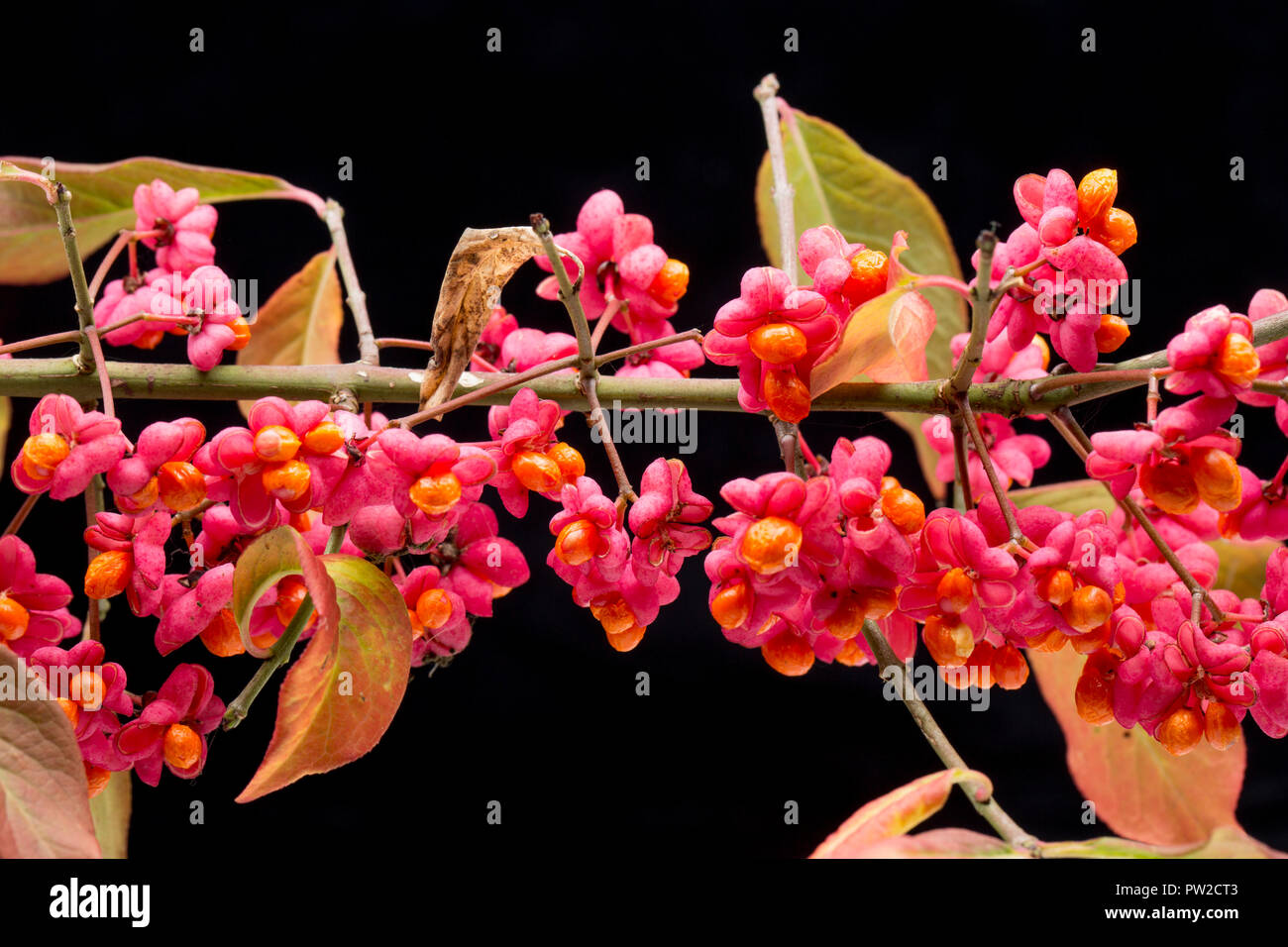 Fruit and seeds of the Spindle tree, Euonymus europaeus, photographed ...