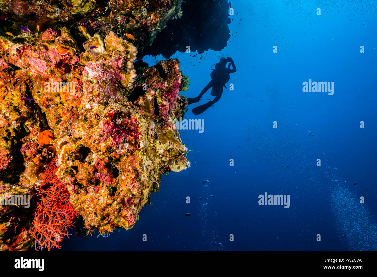Coral reefs and water plants in the Red Sea Stock Photo - Alamy