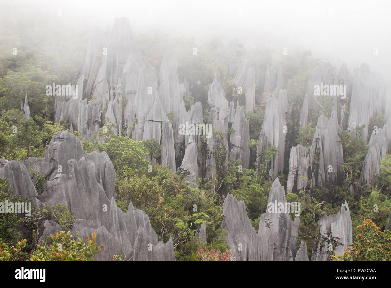 the pinnacles, gunung mulu national park, Borneo Stock Photo - Alamy