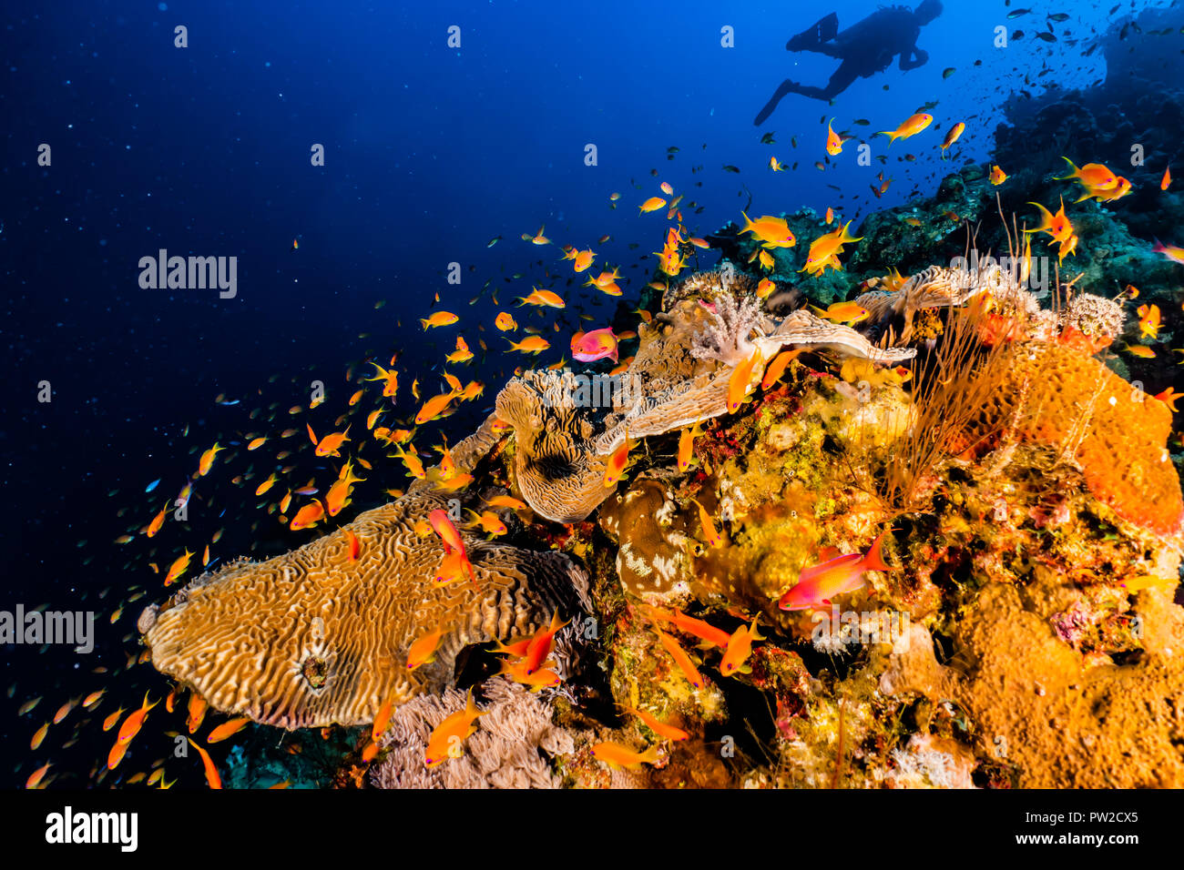 Coral reefs and water plants in the Red Sea Stock Photo - Alamy