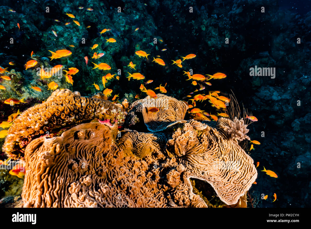 Coral reefs and water plants in the Red Sea Stock Photo - Alamy