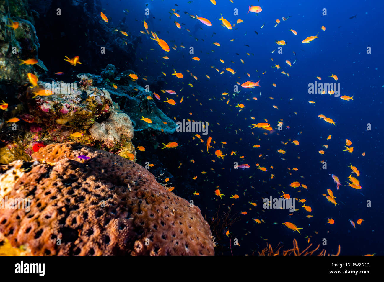 Coral reefs and water plants in the Red Sea Stock Photo - Alamy