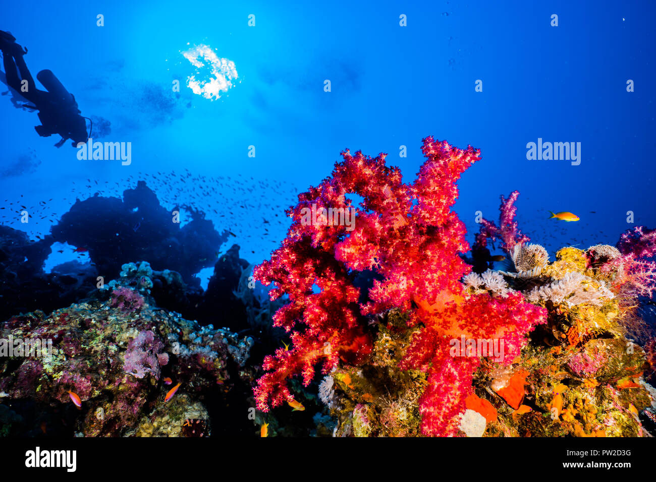 Coral reefs and water plants in the Red Sea Stock Photo - Alamy