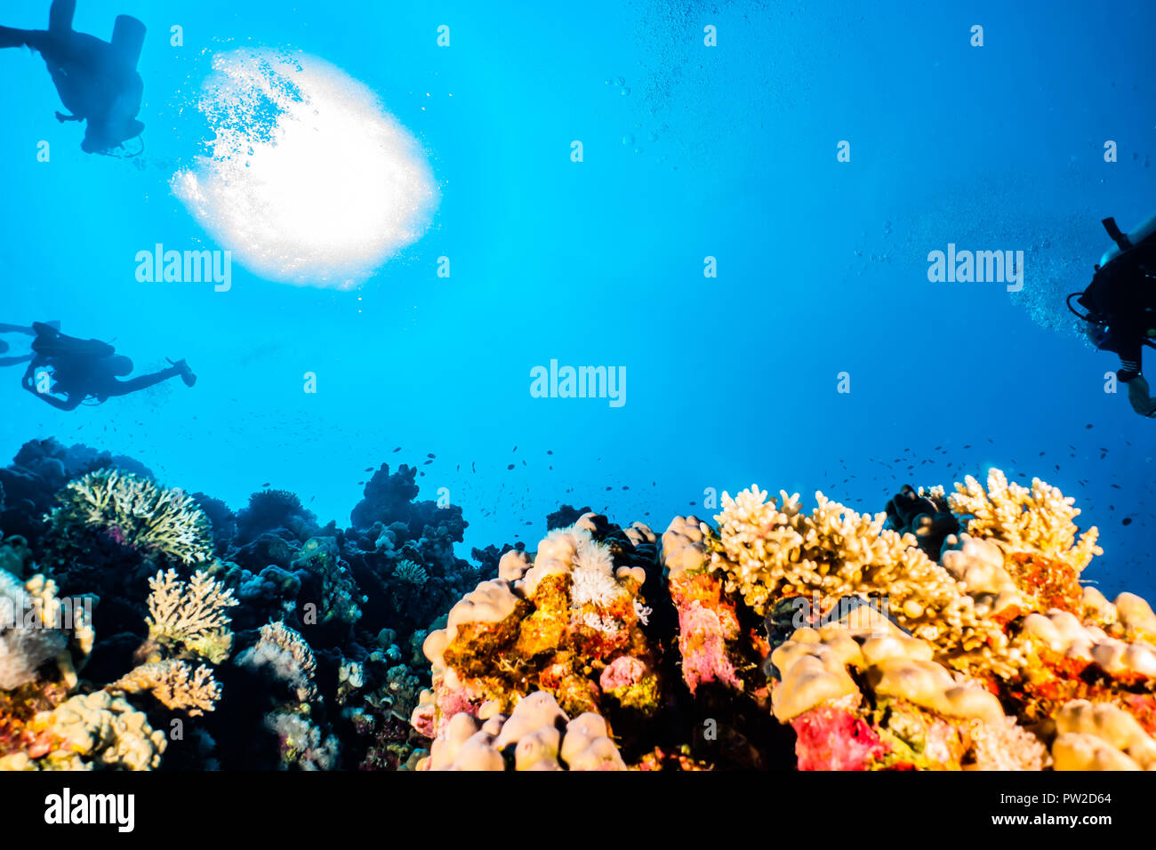 Coral reefs and water plants in the Red Sea Stock Photo - Alamy